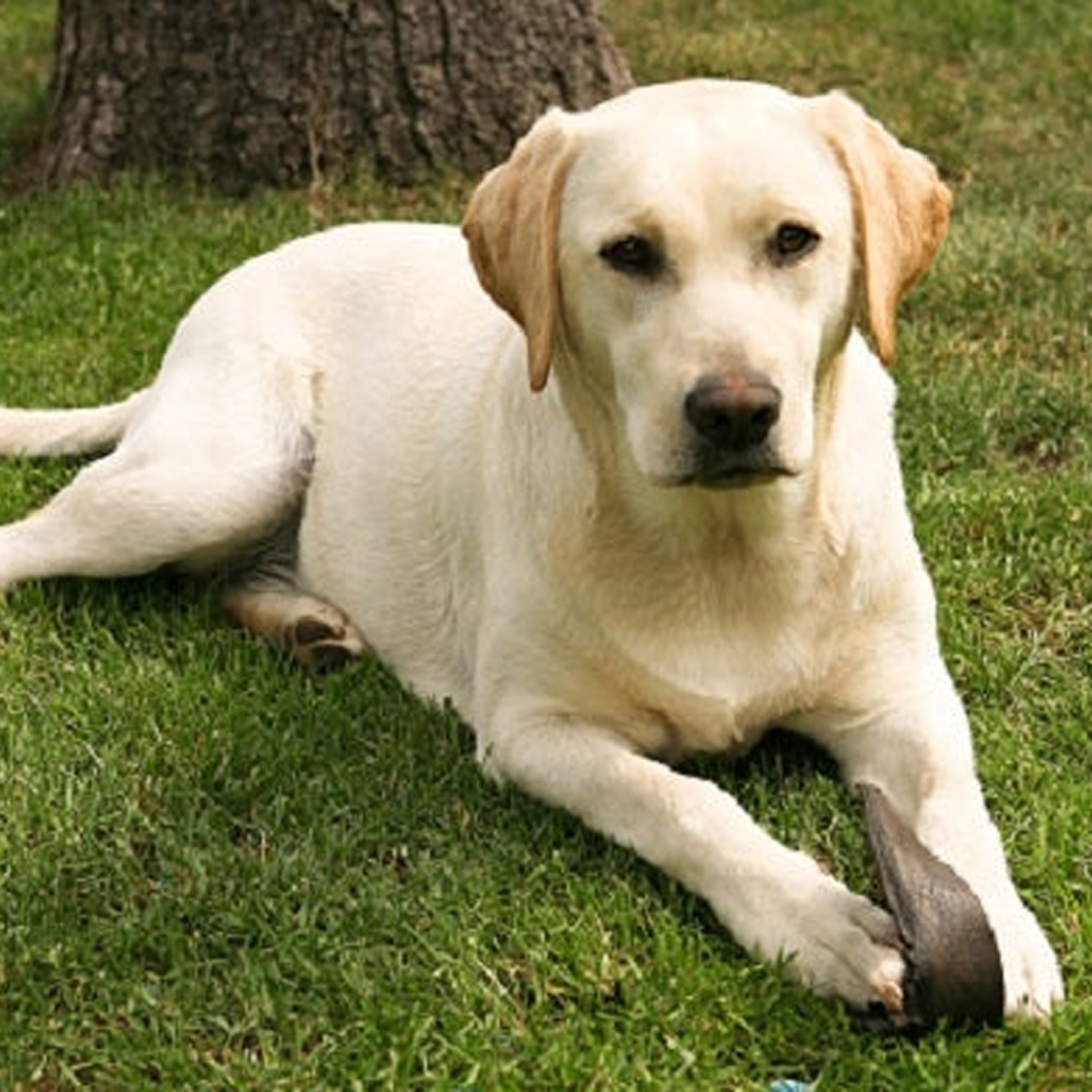 Collections – Wisdom Activities